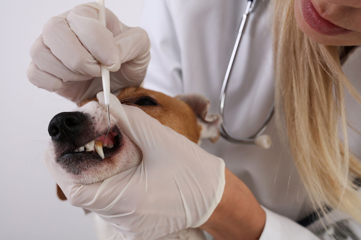Mal aliento en los perros ¿Cómo puedo solucionarlo? - Criadero de ...