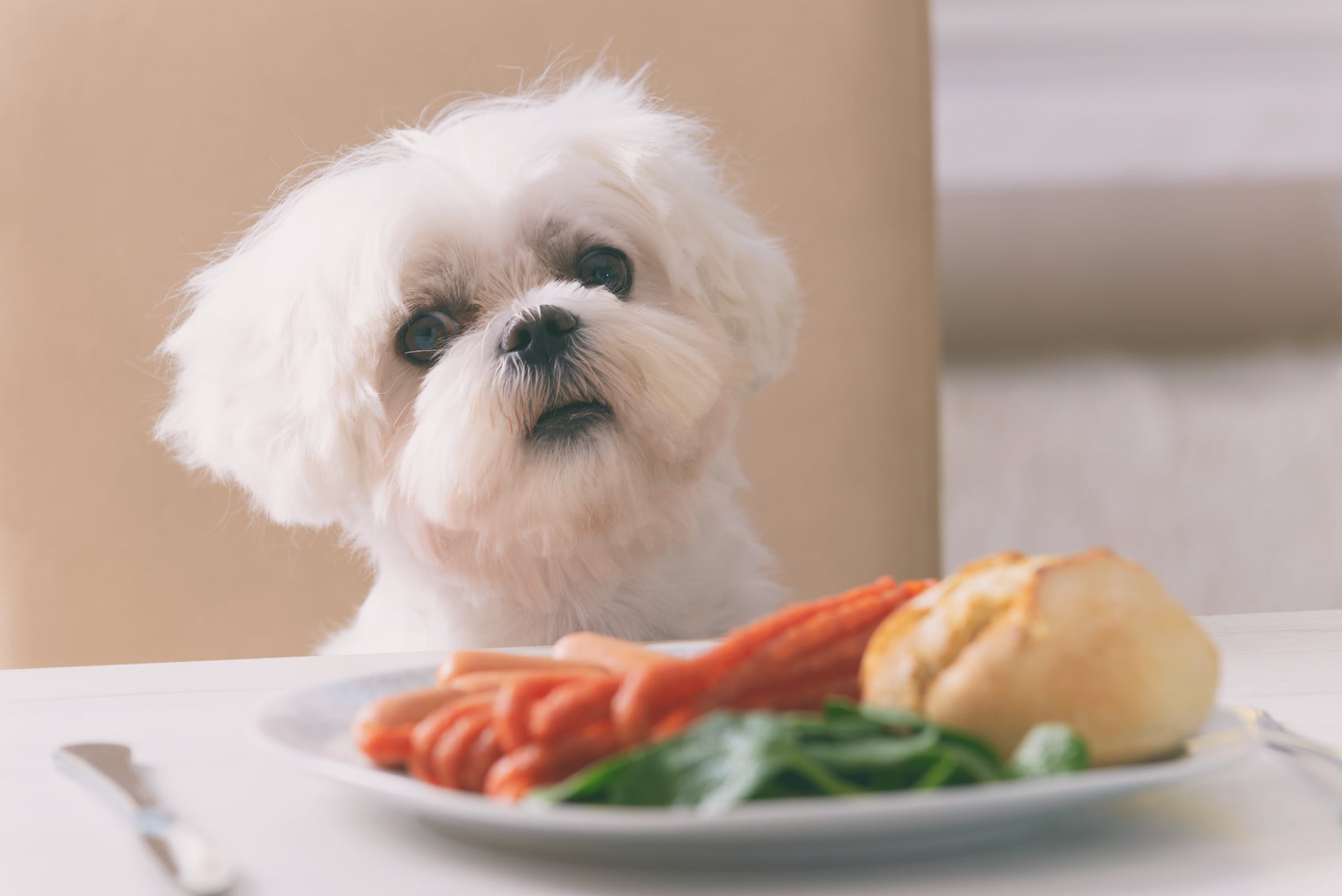 Frutas y verduras saludables para tu perro - Las Almenas
