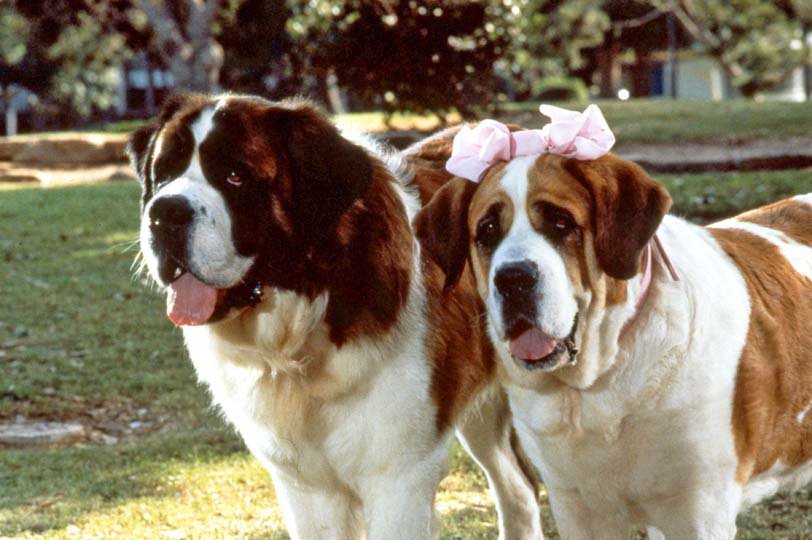 10 películas de perros que deberías ver en casa - Criadero de perros ...