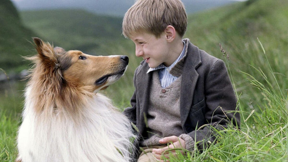 10 películas de perros que deberías ver en casa - Criadero de perros ...
