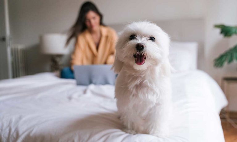 Complete guide to the Bichon Maltese dog breed - Criadero de perros ...
