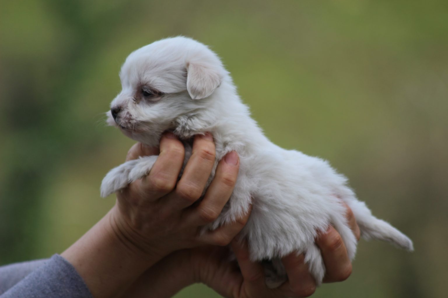 Complete guide to the Bichon Maltese dog breed - Criadero de perros ...