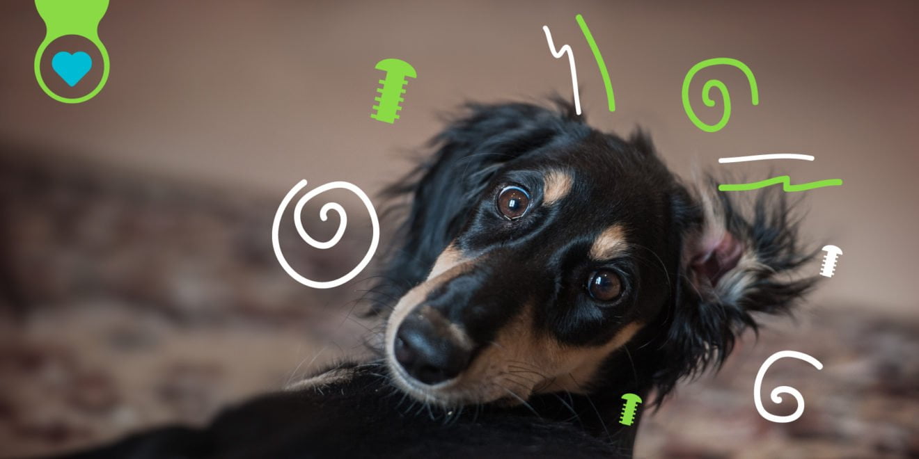 Hyperactive dogs, causes, symptoms and solutions - Criadero de perros ...