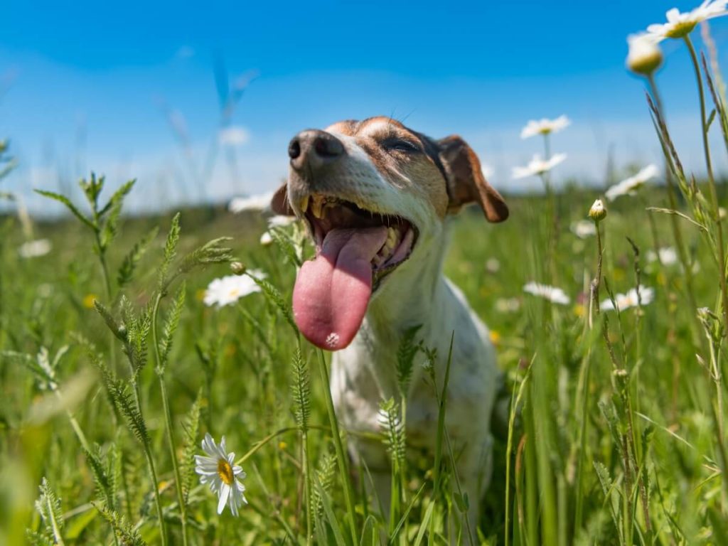 Jadeo en perros, causas y consejos - Criadero de perros. Las Almenas