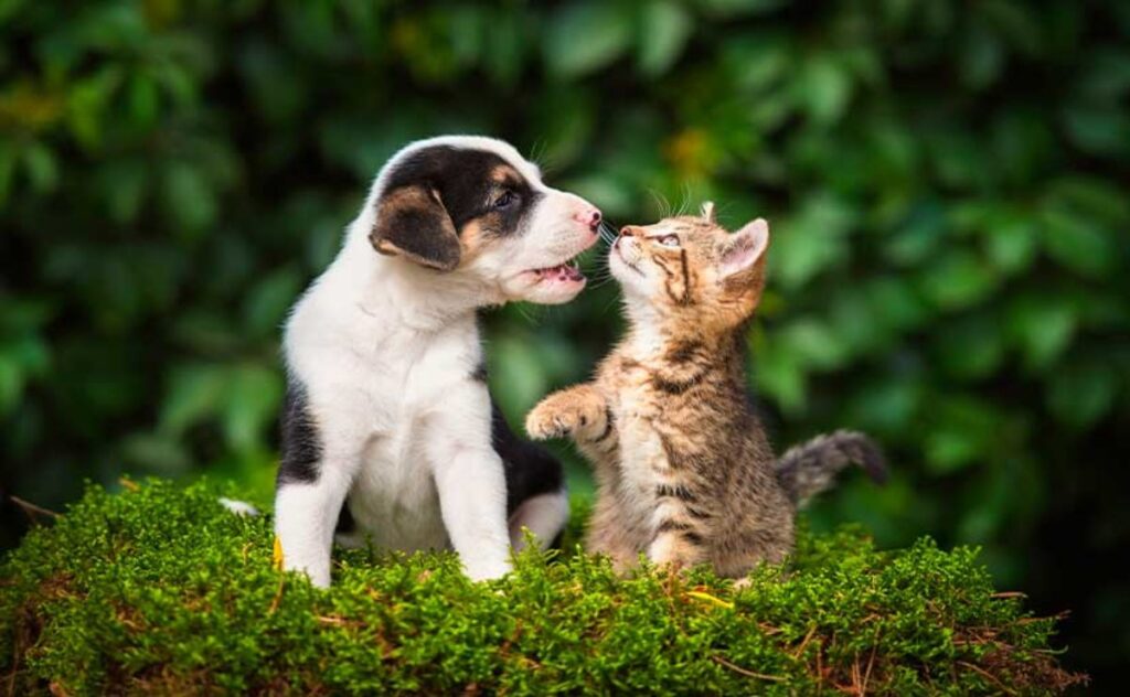 Convivencia entre perros y gatos: 5 trucos INFALIBLES - Criadero de ...