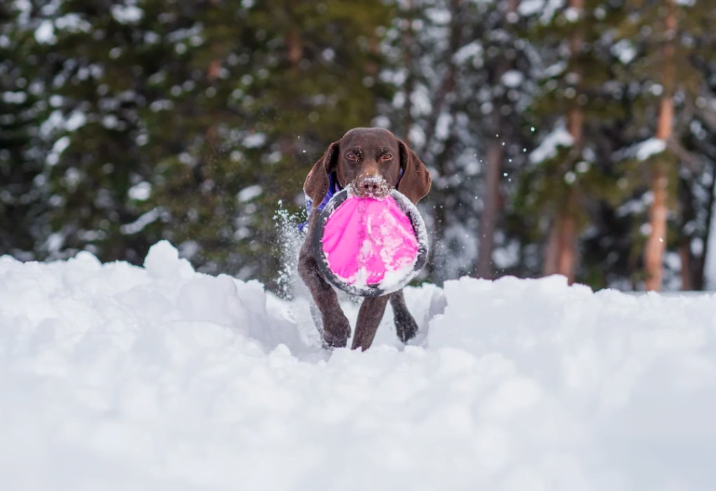 Los perros tienen frío, ¿cómo protegerlos? - Criadero de perros. Las ...