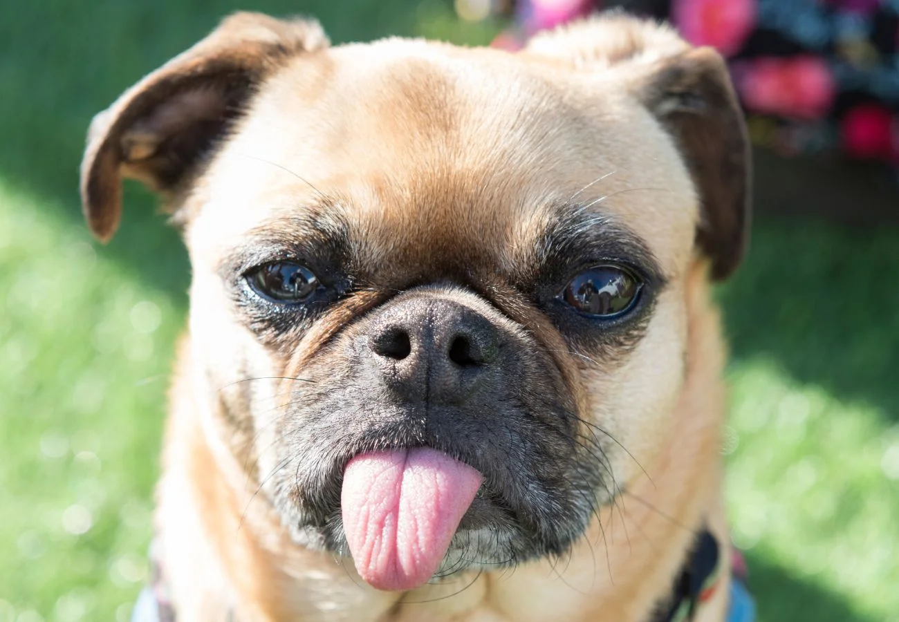 Lengua De Perro Pegada