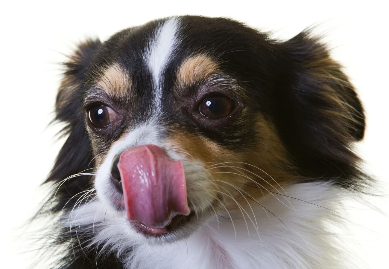 Anatomía De La Lengua Del Perro Anatomía De La Boca, Faringe Y