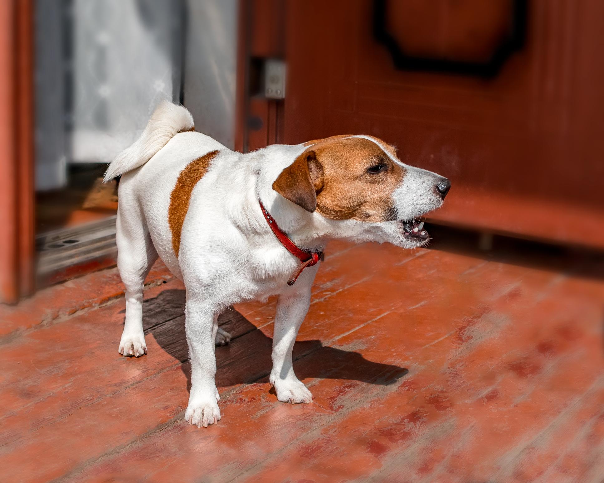 ¿Tu perro LADRA cuando tocan el TIMBRE? 5 consejos útiles - Criadero de ...