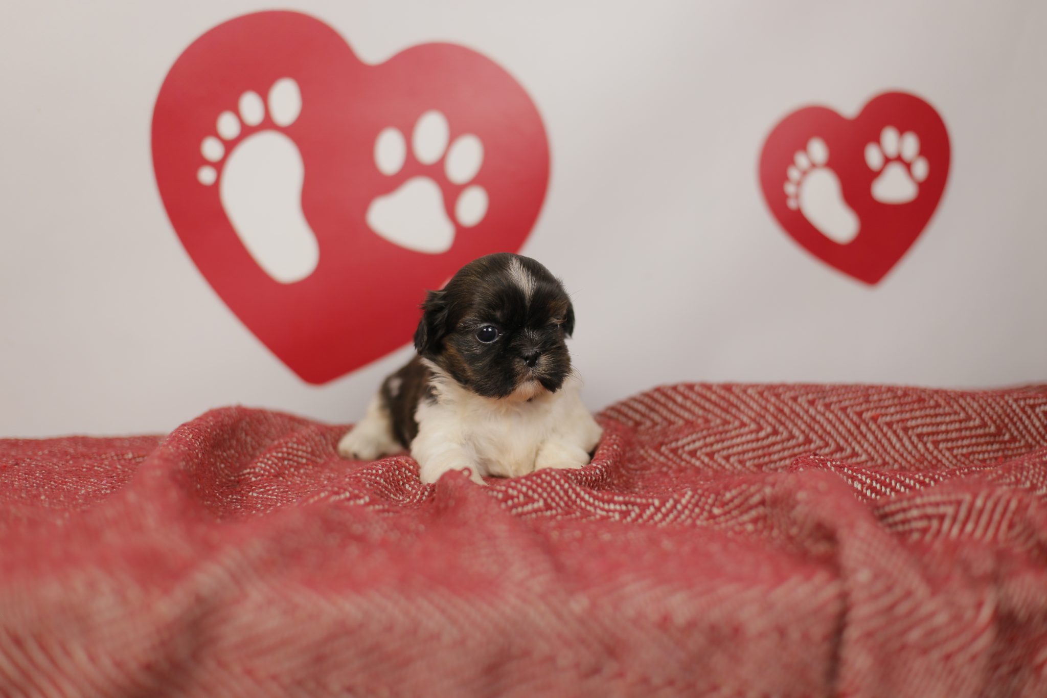 Shih Tzu: guía completa del perro mini más cariñoso (2025)