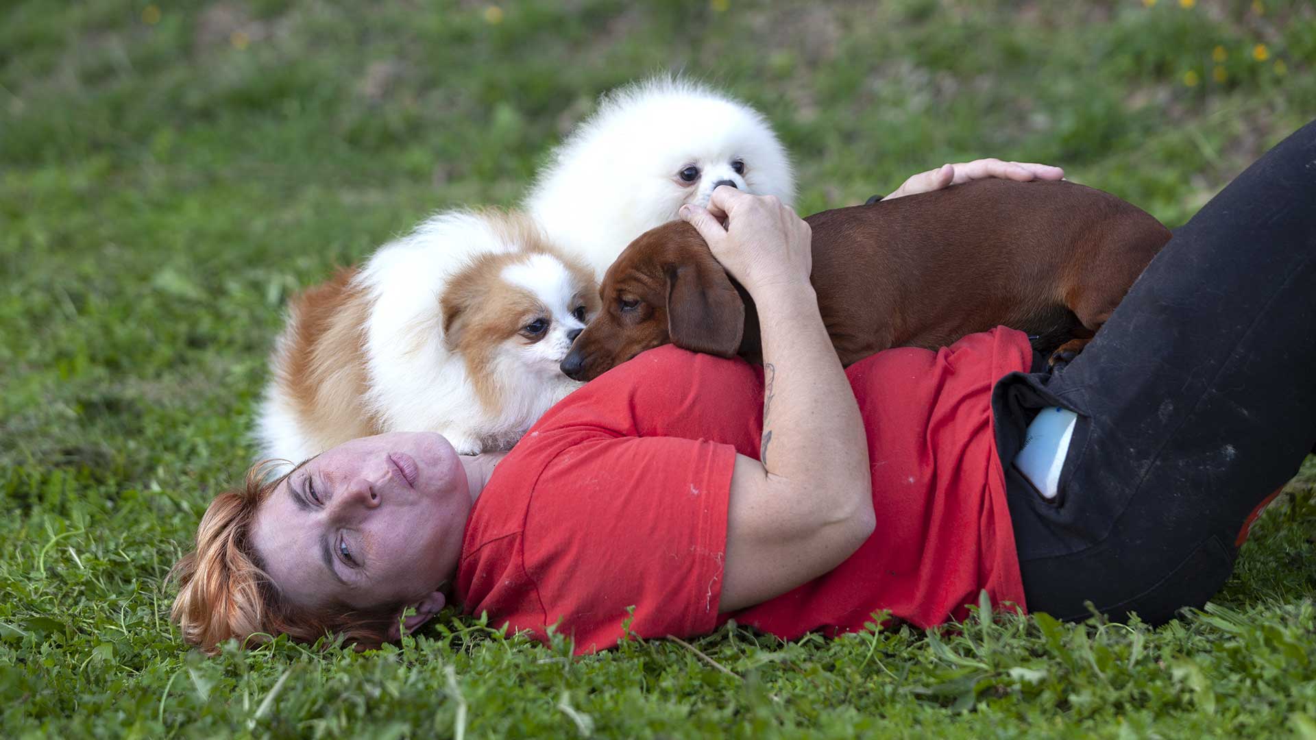 ¿Qué es un perro toy? Razas, precios y cuidados 2025