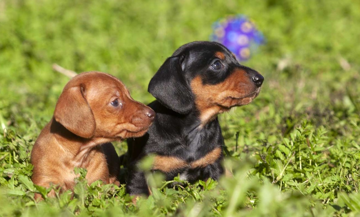 ¿Qué es un perro toy? Razas, precios y cuidados 2025