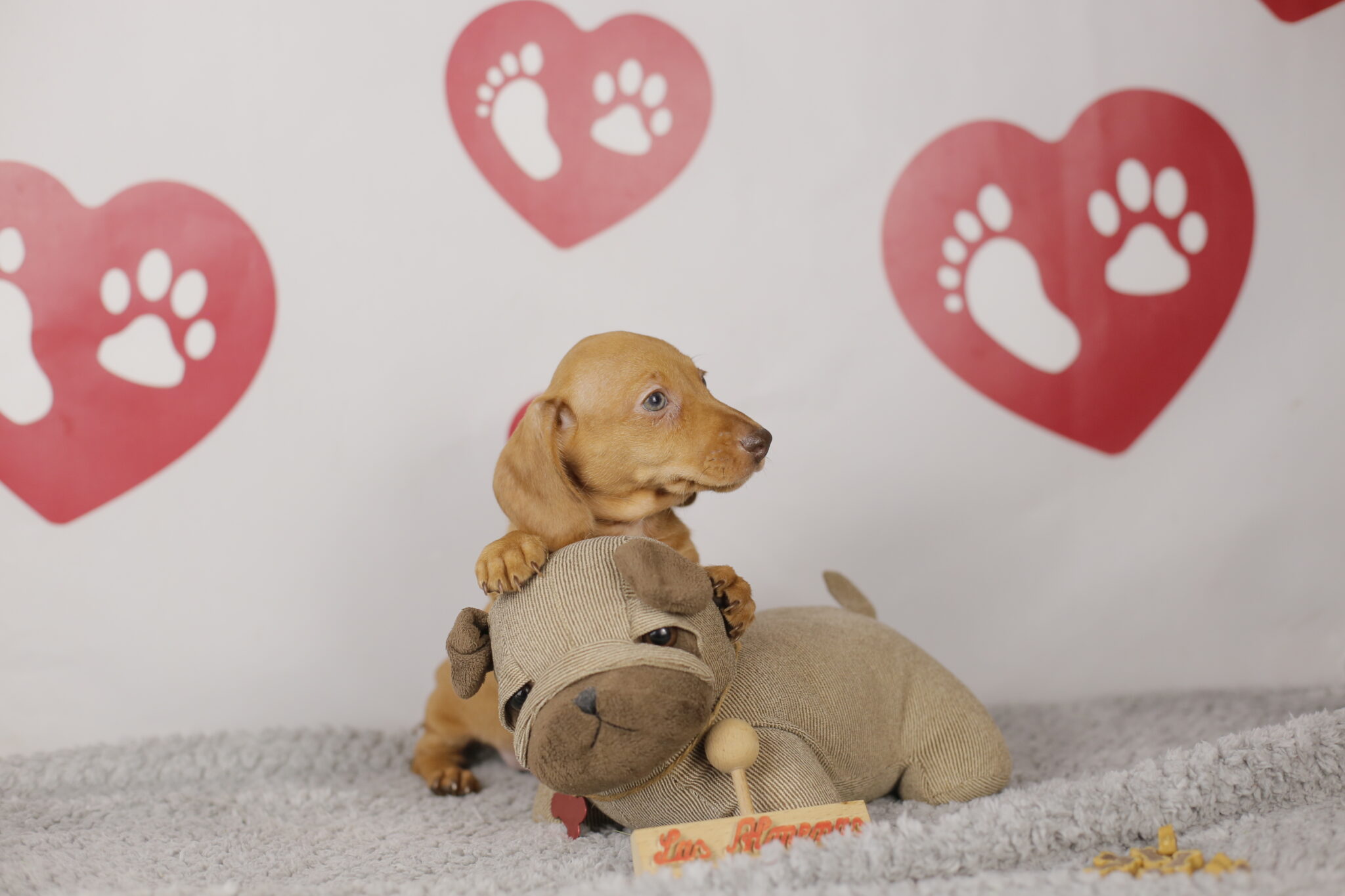 11 Tipos de Teckel: guía IRRESISTIBLE para elegir el tuyo