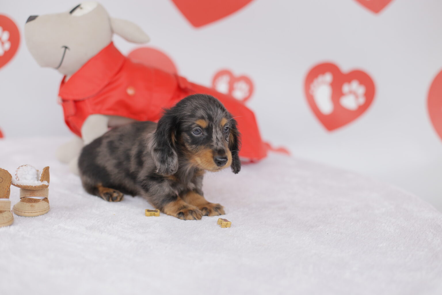 11 Tipos de Teckel: guía IRRESISTIBLE para elegir el tuyo