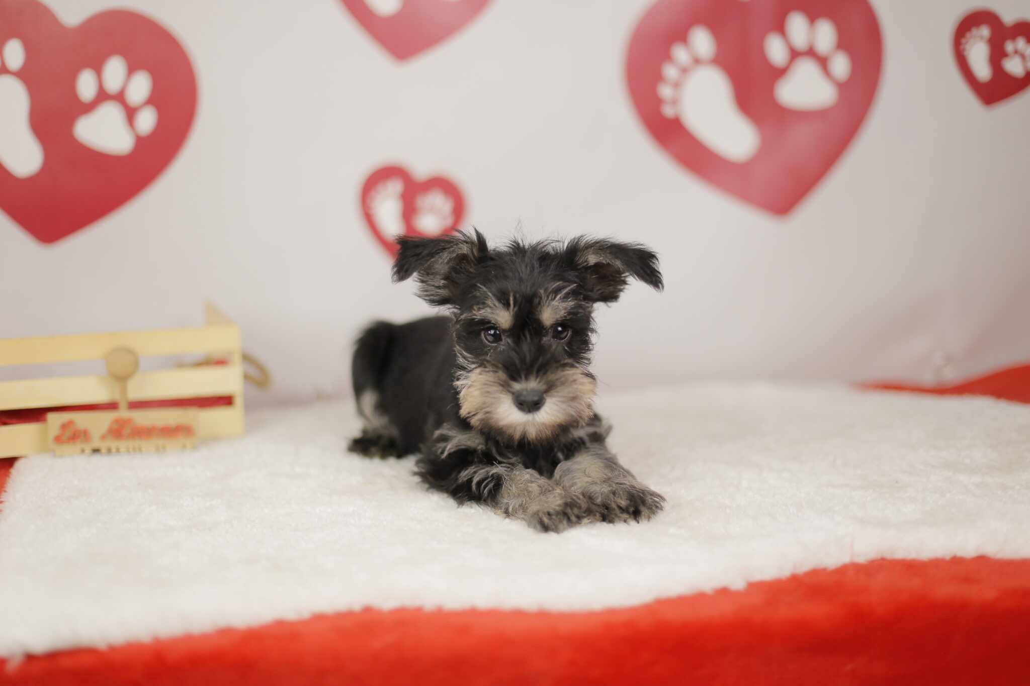 Schnauzer nain : guide 2025 détaillé, soins et prix