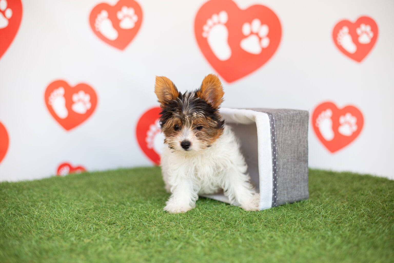Perros toy: Guía INFALIBLE 2025 cuidados y consejos expertos