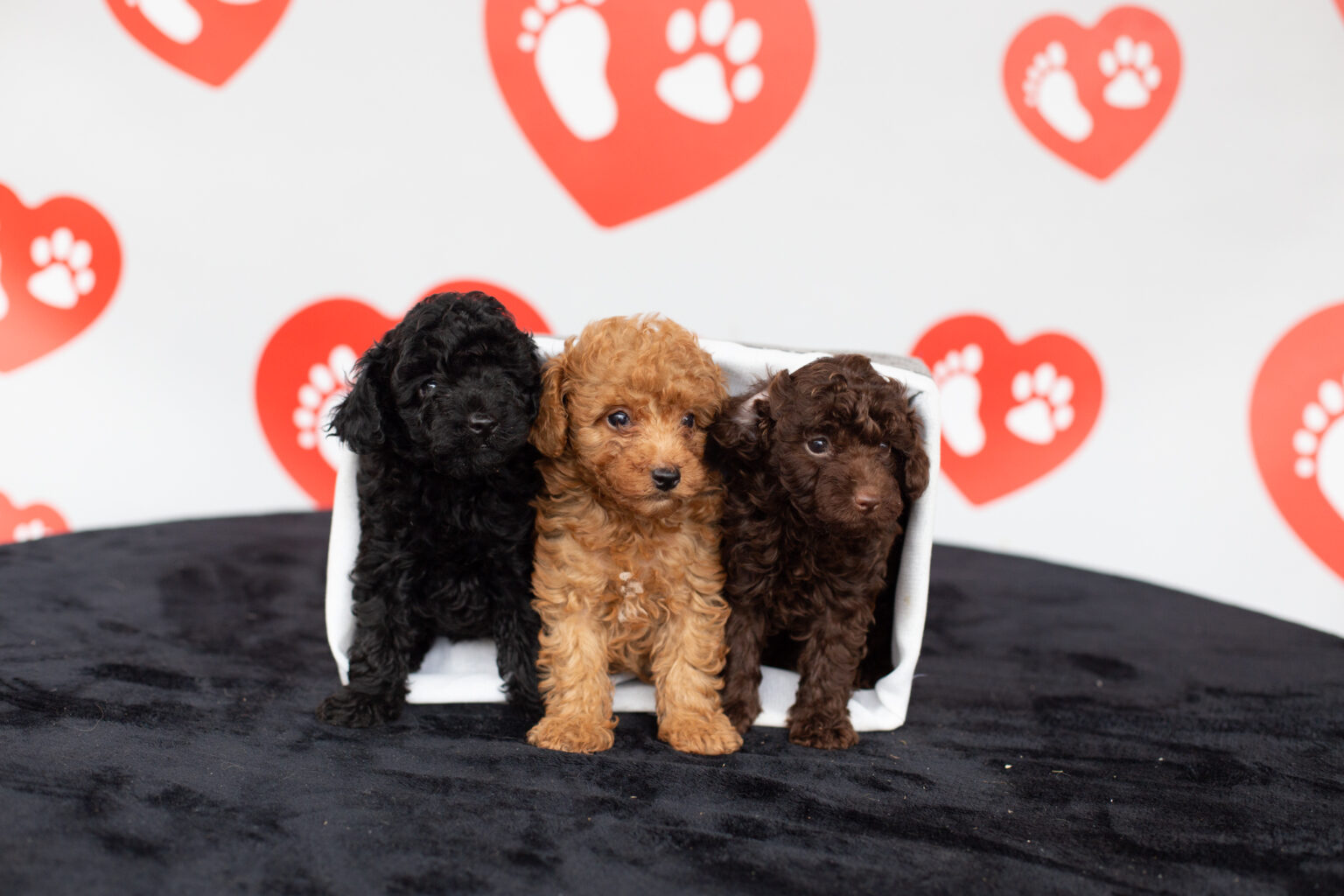 Perros toy: Guía INFALIBLE 2025 cuidados y consejos expertos
