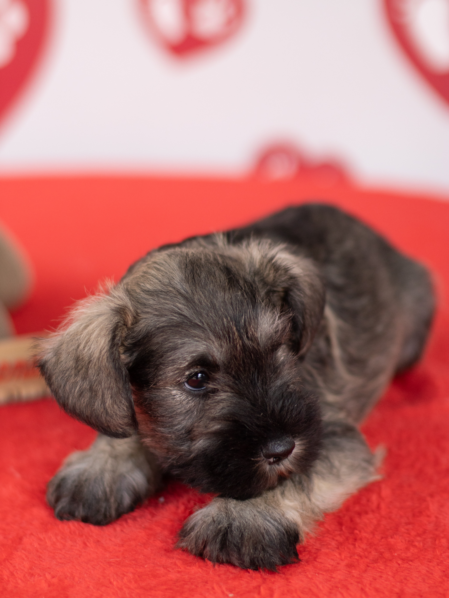 Schnauzer Mini: guía INFALIBLE 2025 de cuidados y precio